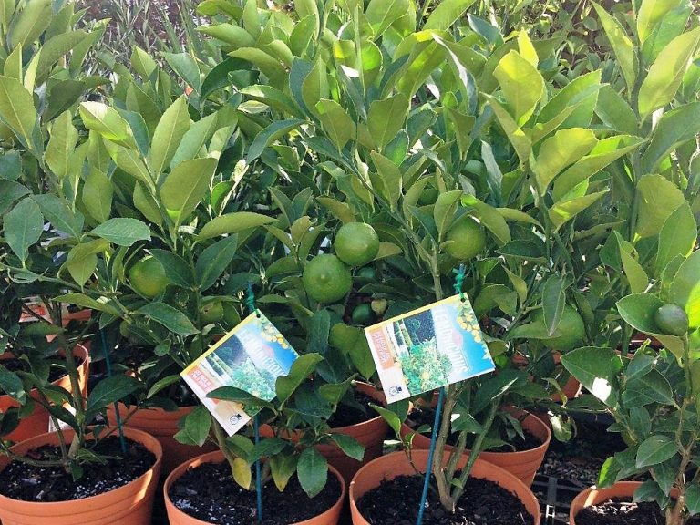 Lemon Tree Lemonicious - Plants for Spaces