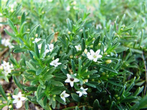 Creeping Boobialla Yareena - Plants for Spaces