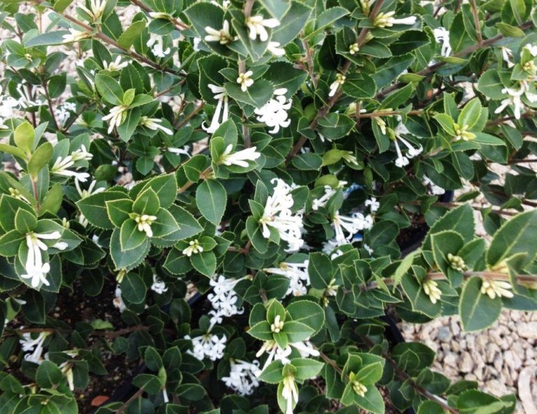 Osmanthus - Plants for Spaces