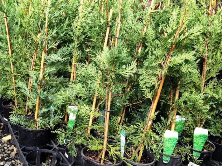 Leyland Cypress Leightons Green - Plants for Spaces