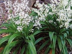 New Zealand Rock Lily Te Puna - Plants for Spaces