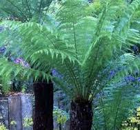 Soft Tree Fern - Plants for Spaces