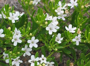 Creeping Boobialla Broad Leaf - Plants for Spaces