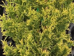 Pencil Pine Swanes Golden - Plants for Spaces