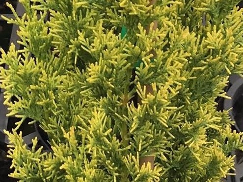 Pencil Pine Swanes Golden - Plants for Spaces