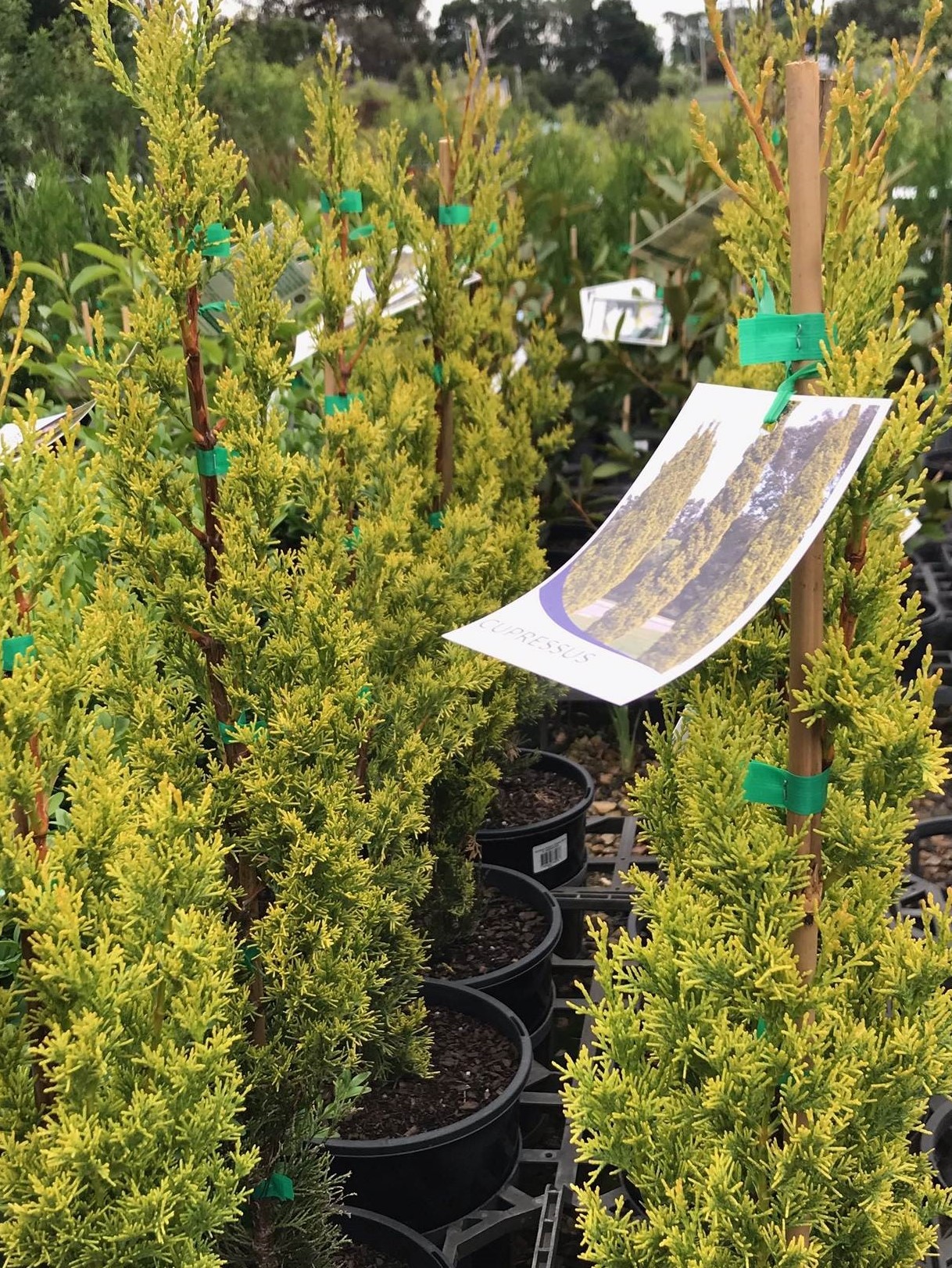 Pencil Pine Swanes Golden - Plants for Spaces