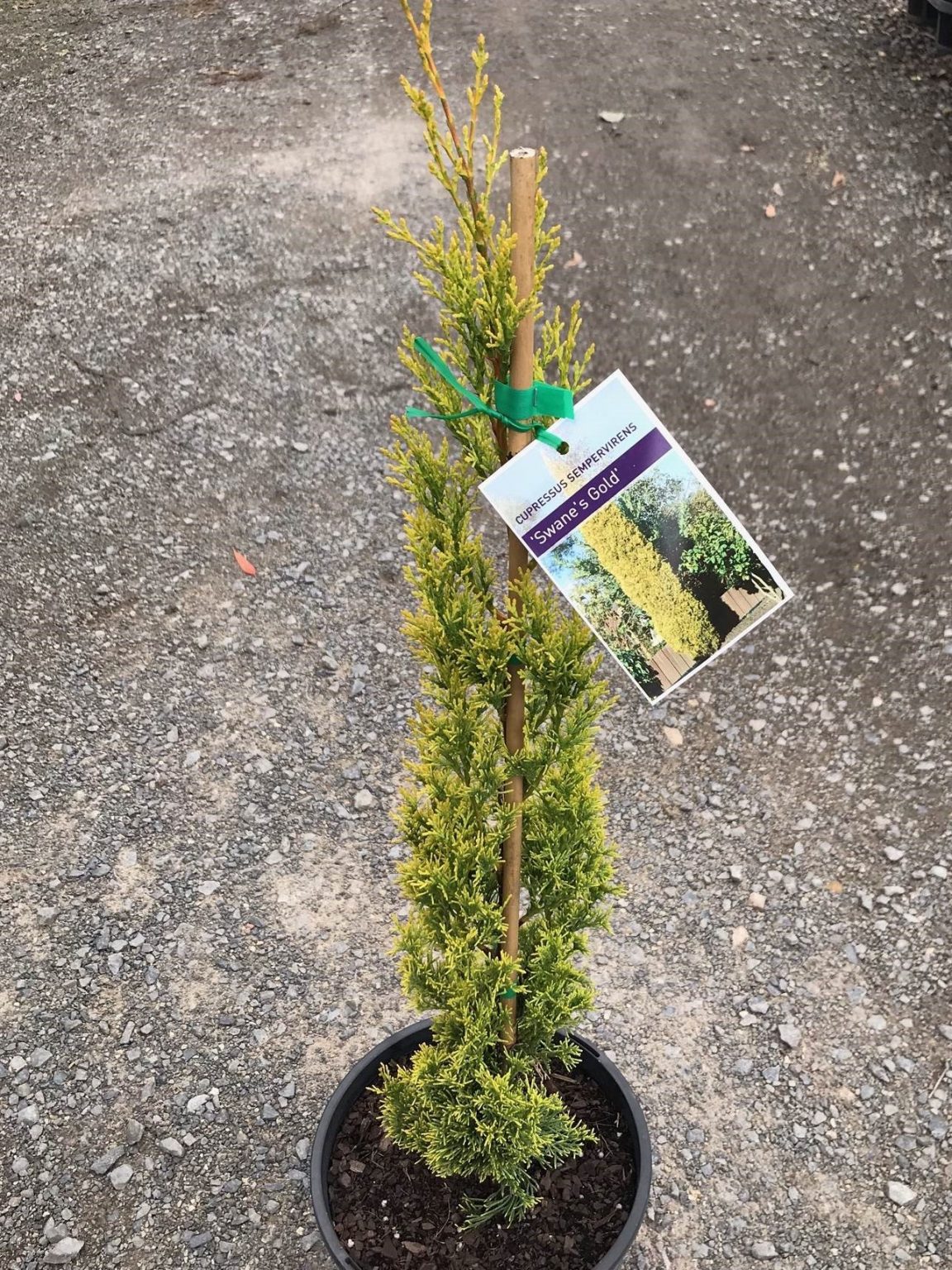 Pencil Pine Swanes Golden - Plants for Spaces