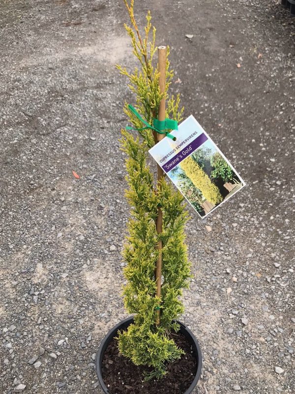 Pencil Pine Swanes Golden - Plants for Spaces