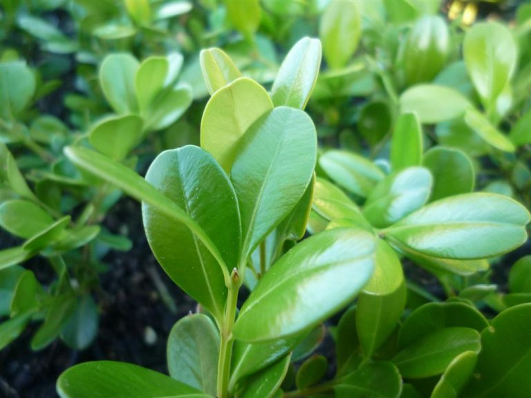 Japanese Box - Plants for Spaces