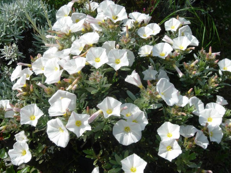 Silver Bush - Plants for Spaces