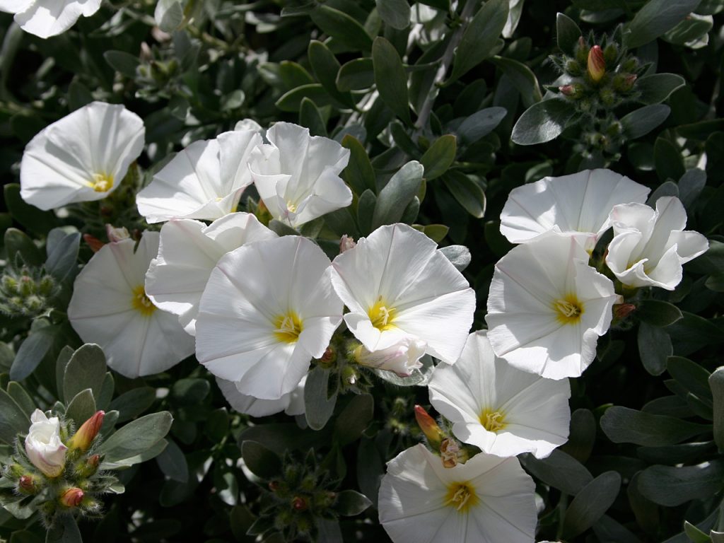Silver Bush - Plants for Spaces