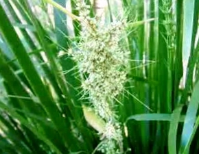 Lomandra hystrix - Plants for Spaces