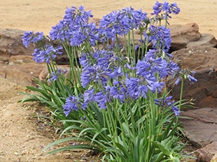 Agapanthus Baby Pete