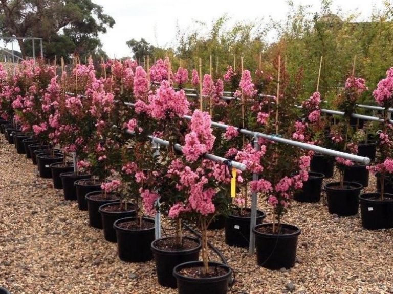 Crepe Myrtle Sioux - Plants for Spaces