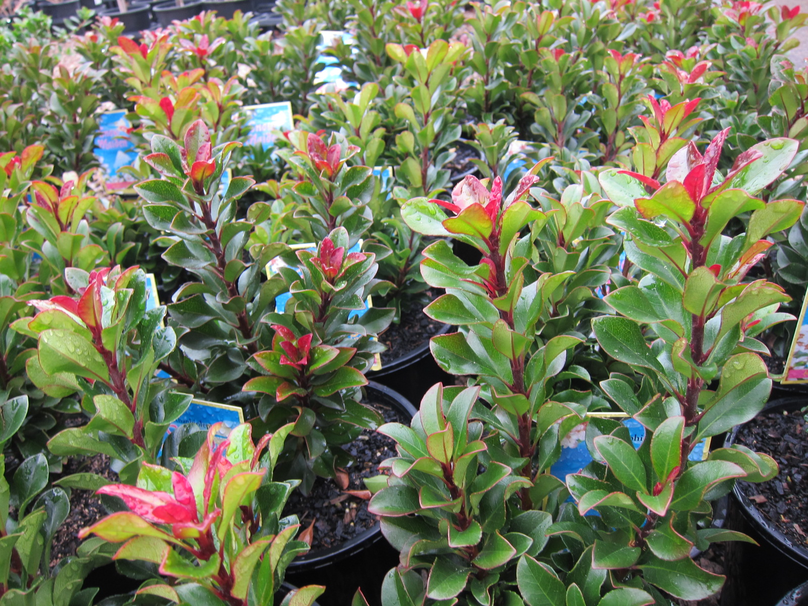 Indian Hawthorn Snow Maiden - Plants for Spaces