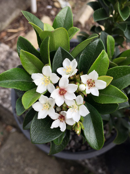 Indian Hawthorn Snow Maiden - Plants for Spaces