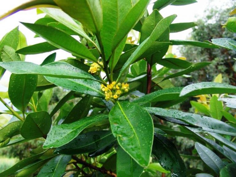 Water Gum Luscious - Plants for Spaces