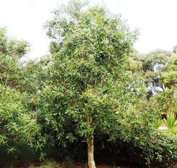 Water Gum - Plants for Spaces