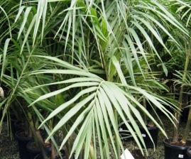 Bangalow Palm - Plants for Spaces