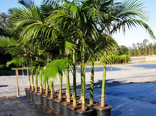 Bangalow Palm - Plants for Spaces