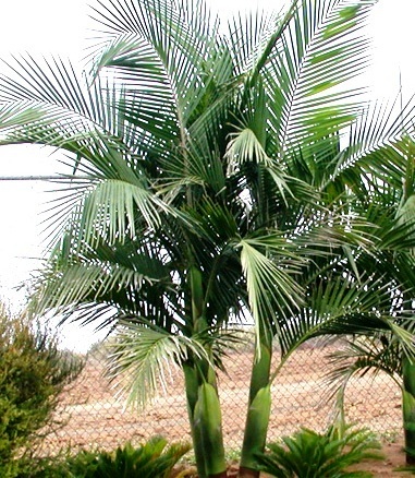 Bangalow Palm - Plants for Spaces