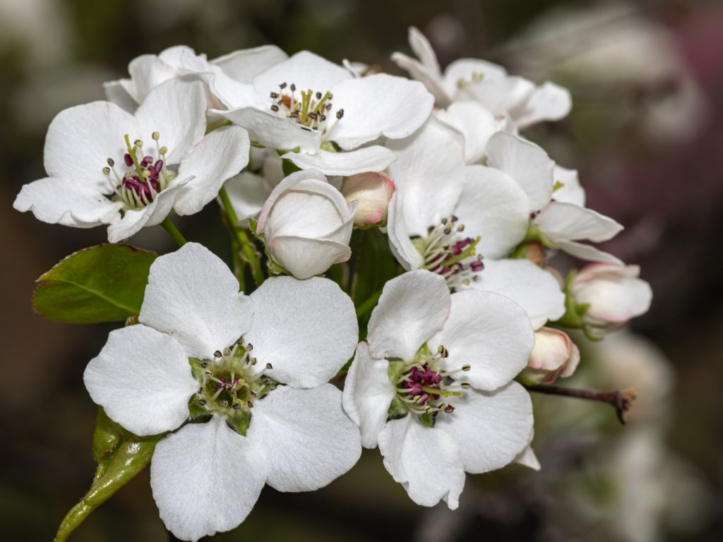 Ornamental Pear Capital - Plants for Spaces