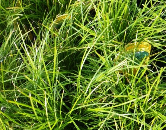 Lomandra Little Con - Plants for Spaces