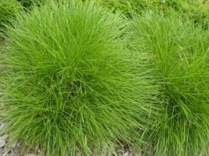 Lomandra Little Con - Plants for Spaces