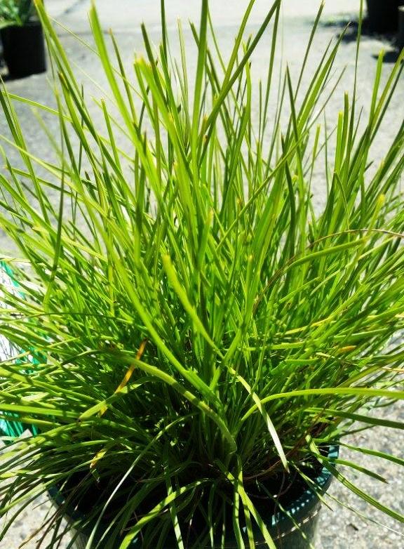 Lomandra Little Con - Plants for Spaces