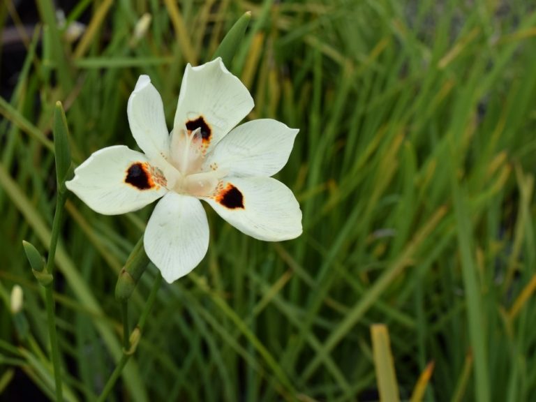 Dietes bicolor - Plants for Spaces