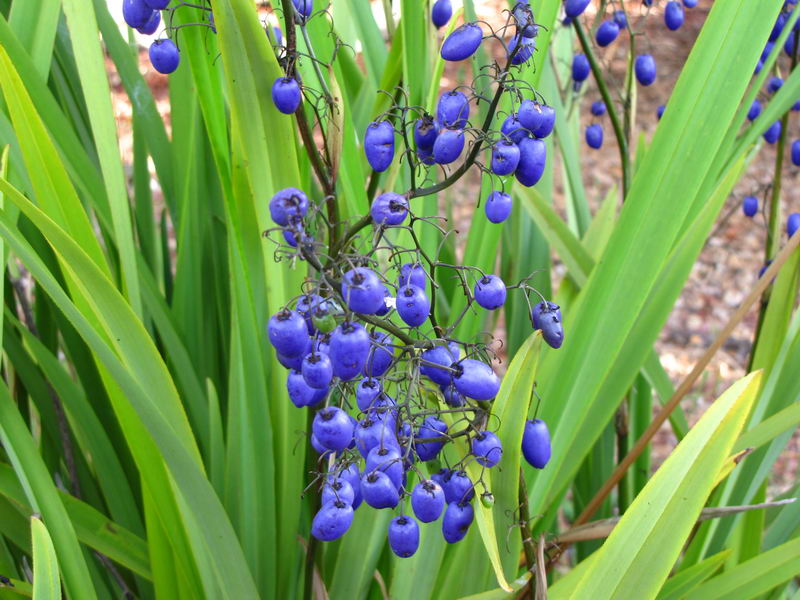 Dianella tasmanica - Plants for Spaces