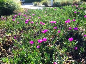 Native Pigface - Plants for Spaces