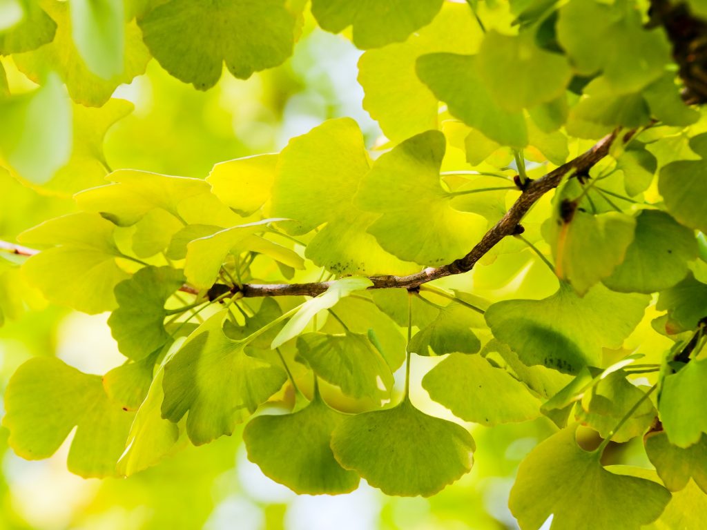 Maidenhair Tree - Plants for Spaces