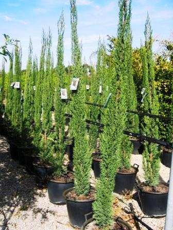 Pencil Pine - Plants for Spaces