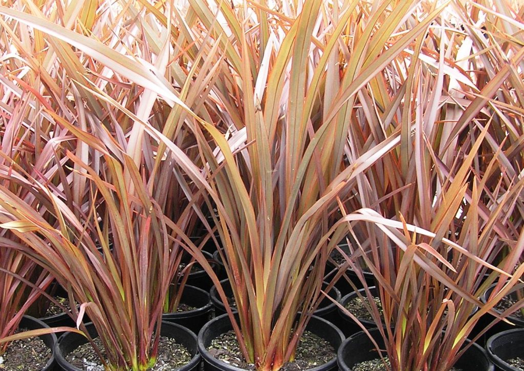 New Zealand Flax Bronze Baby - Plants for Spaces