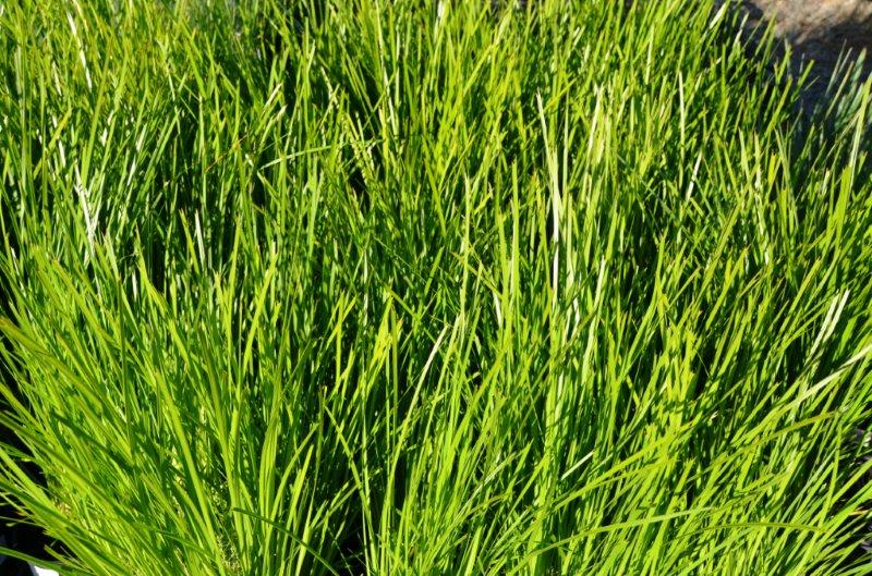 Lomandra Little Pal - Plants for Spaces