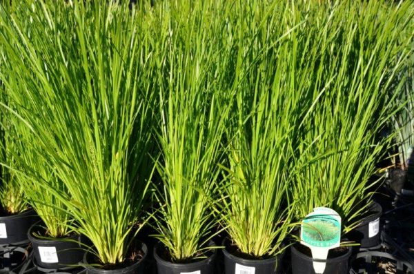 Lomandra Little Pal - Plants for Spaces