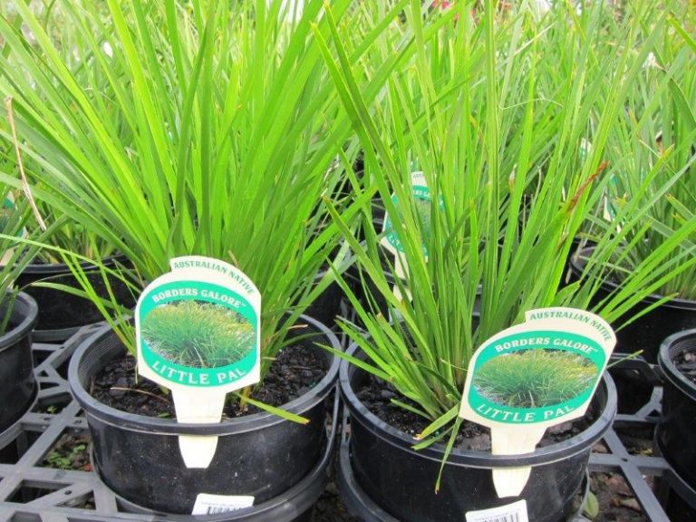 Lomandra Little Pal - Plants for Spaces