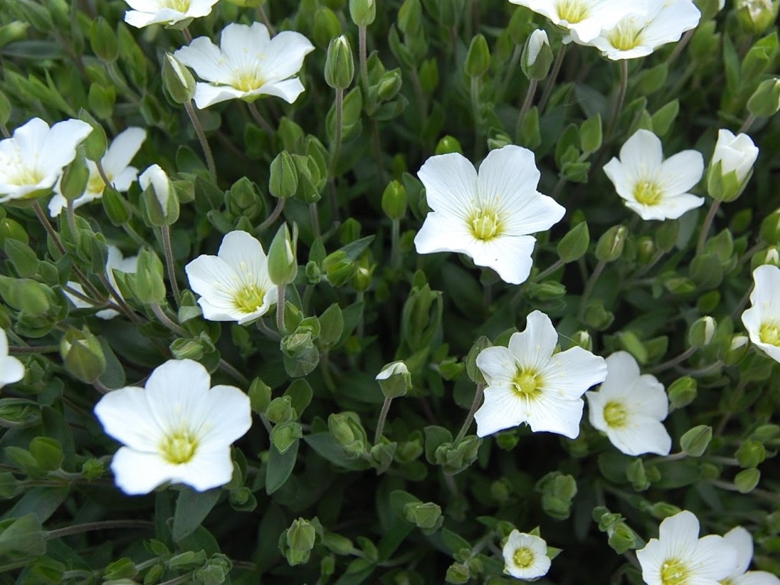 Mountain Sandwort - Plants for Spaces