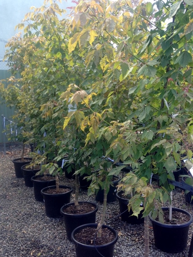 Box Elder Maple Sensation - Plants for Spaces