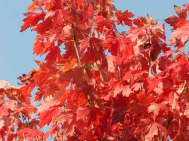 Red Maple Autumn Blaze - Plants for Spaces
