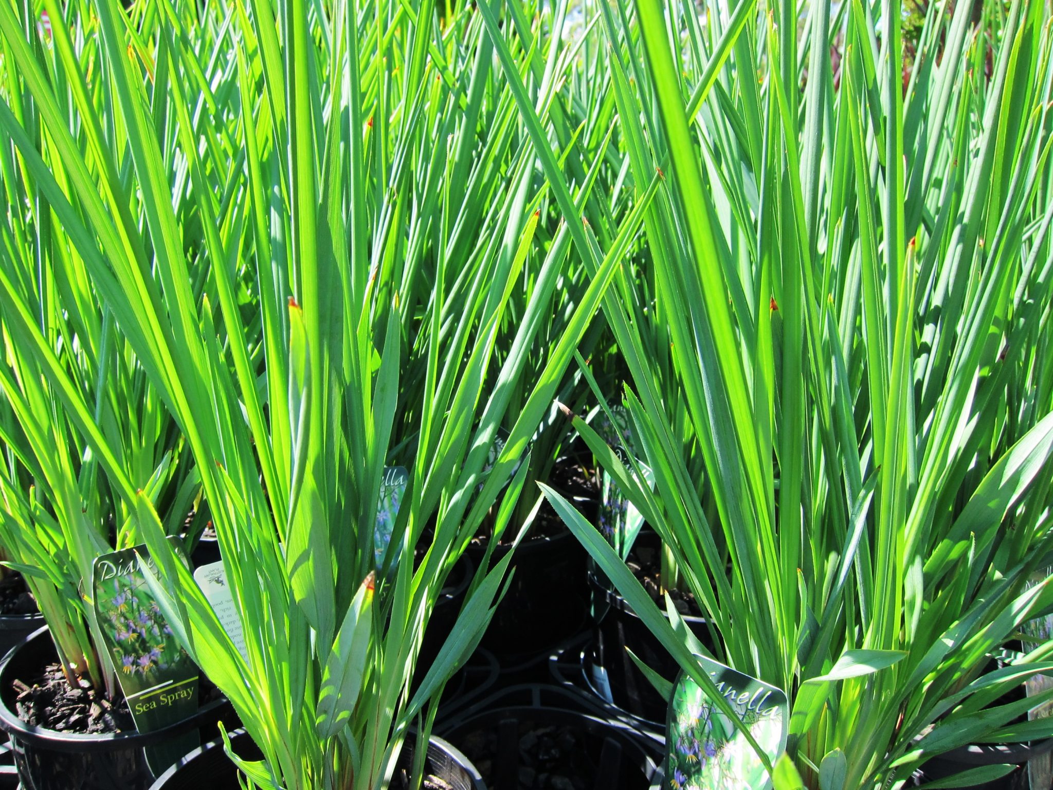 Grasses, Strappy & Tufting - Plants for Spaces