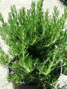 Rosemary Chefs Choice - Plants for Spaces