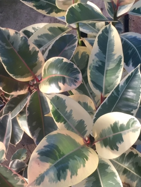 Rubber Tree Plant Tineke - Plants for Spaces