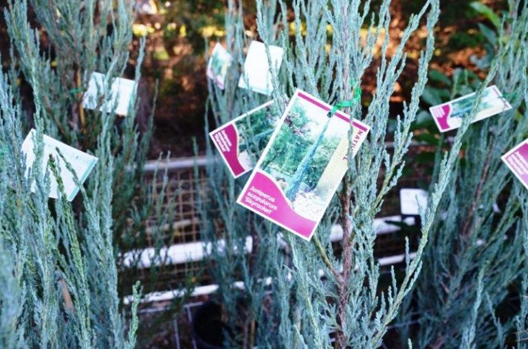 Juniperus Skyrocket Conifer - Plants for Spaces