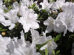 Azalea Alba Magnifica - Plants for Spaces