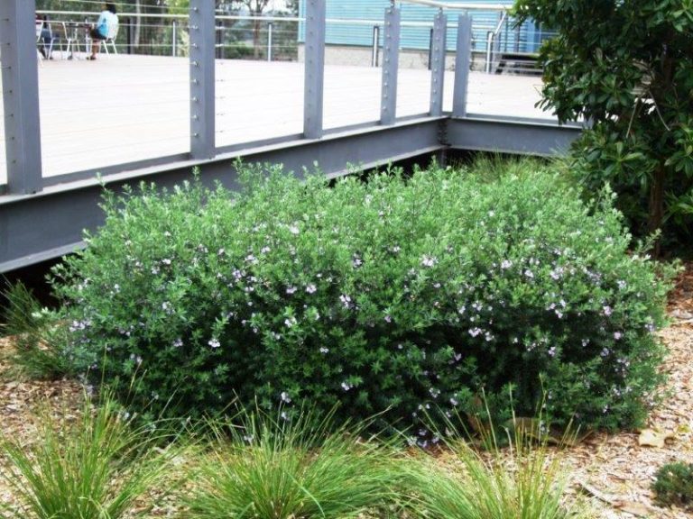 Coastal Rosemary Naringa (Upright evergreen structure with minimal ...