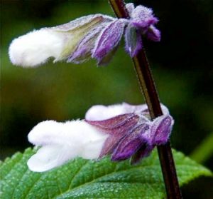 Salvia Waverly - Plants for Spaces