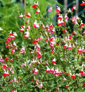 Salvia Hot Lips - Plants for Spaces
