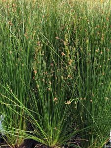 Ficinia Knobby Club Rush - Plants for Spaces